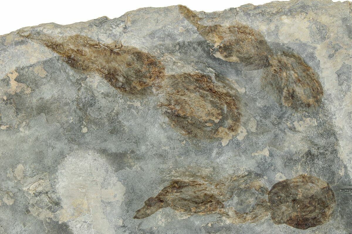 3.95" Dinosaur (Grallator) Track - Negative Impression (#293115) For ...