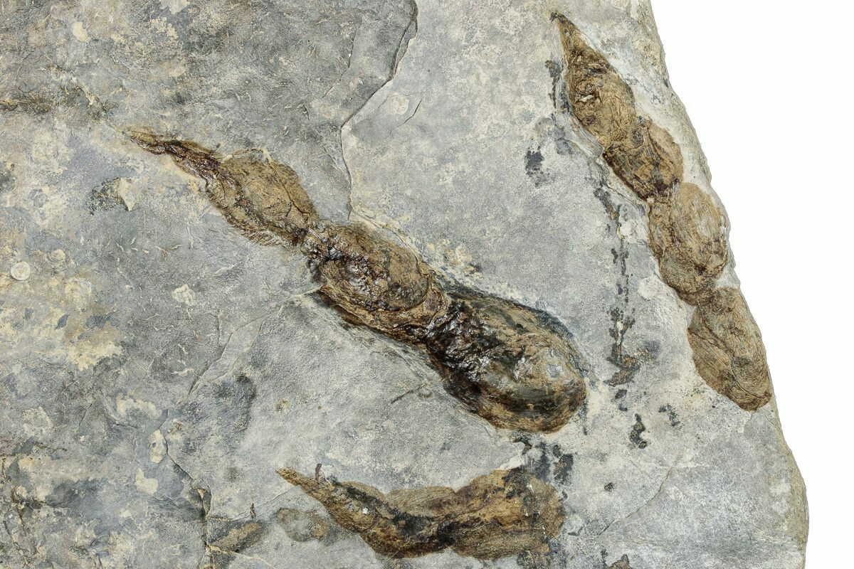 6.6" Dinosaur (Grallator) Track - Positive Impression (#293142) For ...