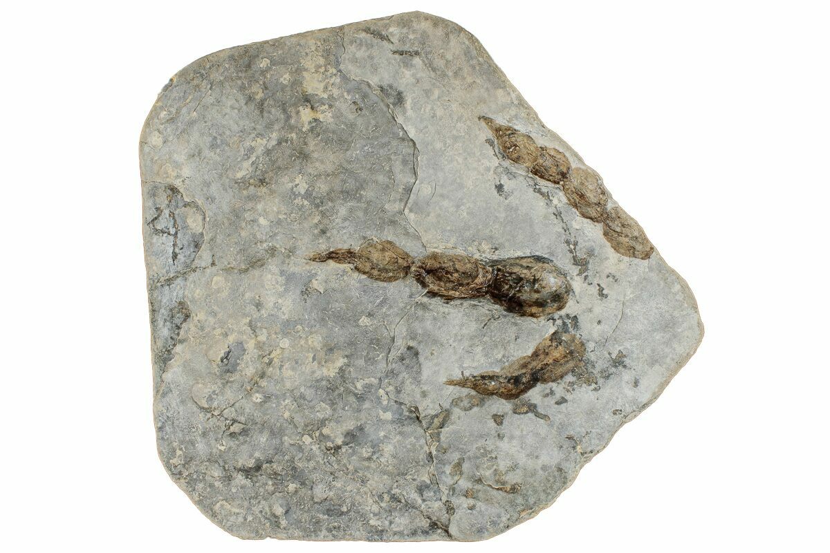 6.6" Dinosaur (Grallator) Track - Positive Impression (#293142) For ...