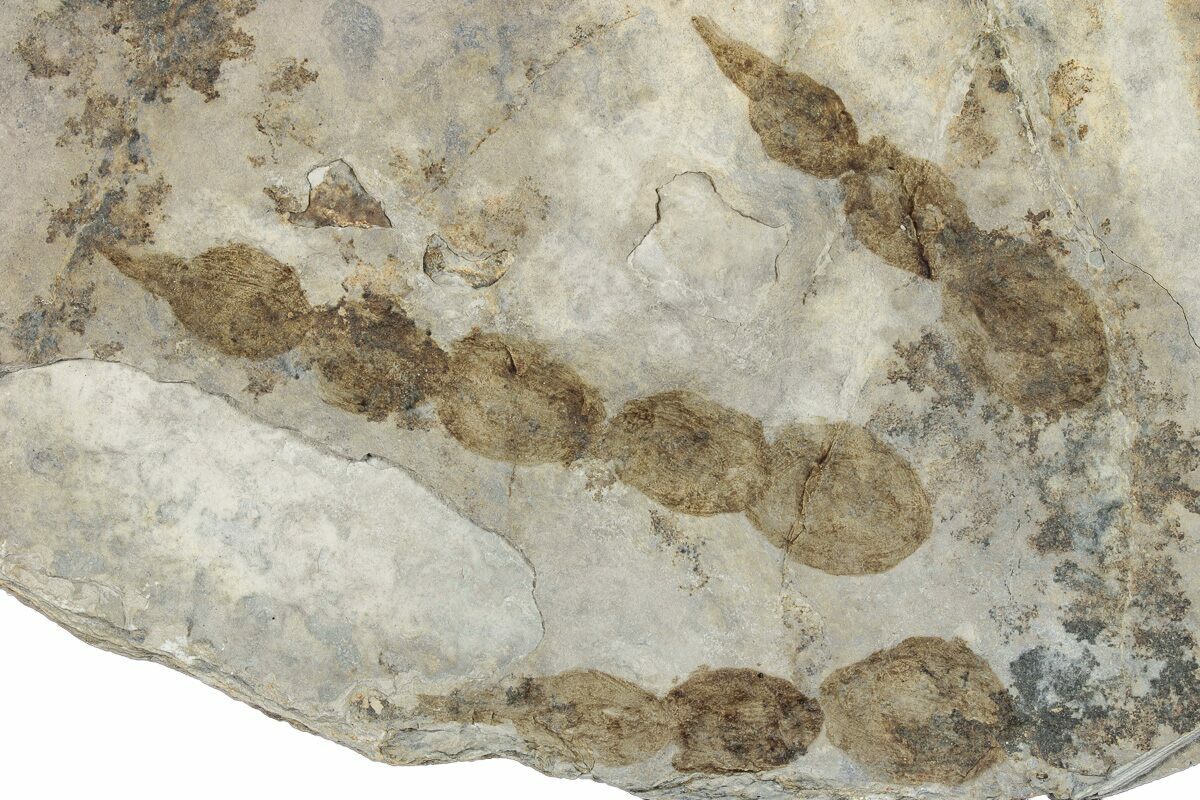 6.6" Dinosaur (Grallator) Track - Negative Impression (#293146) For ...