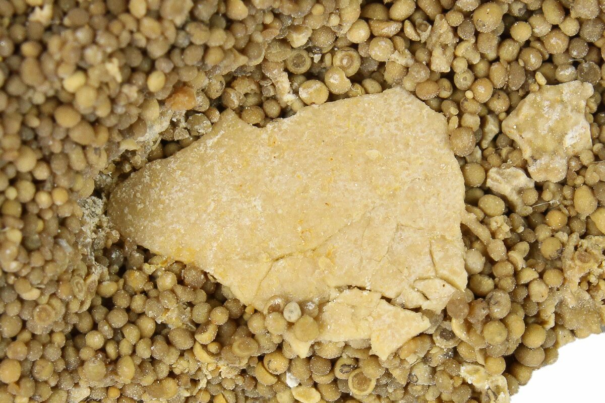 .33" Fossil Bird Egg Shell - France (#293710) For Sale - FossilEra.com