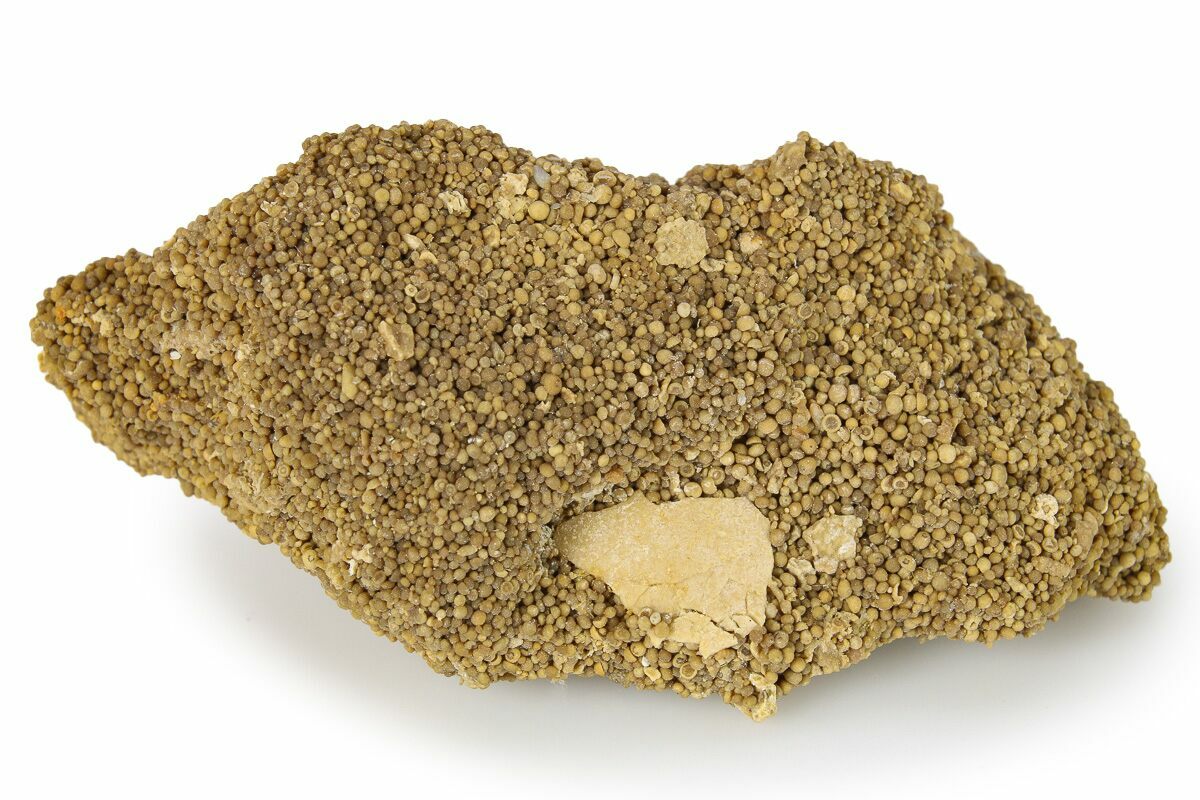 .33" Fossil Bird Egg Shell - France (#293710) For Sale - FossilEra.com