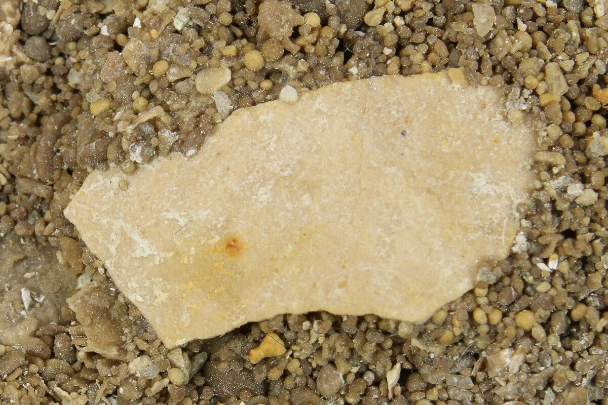 .49" Fossil Bird Egg Shell - France (#293720) For Sale - FossilEra.com