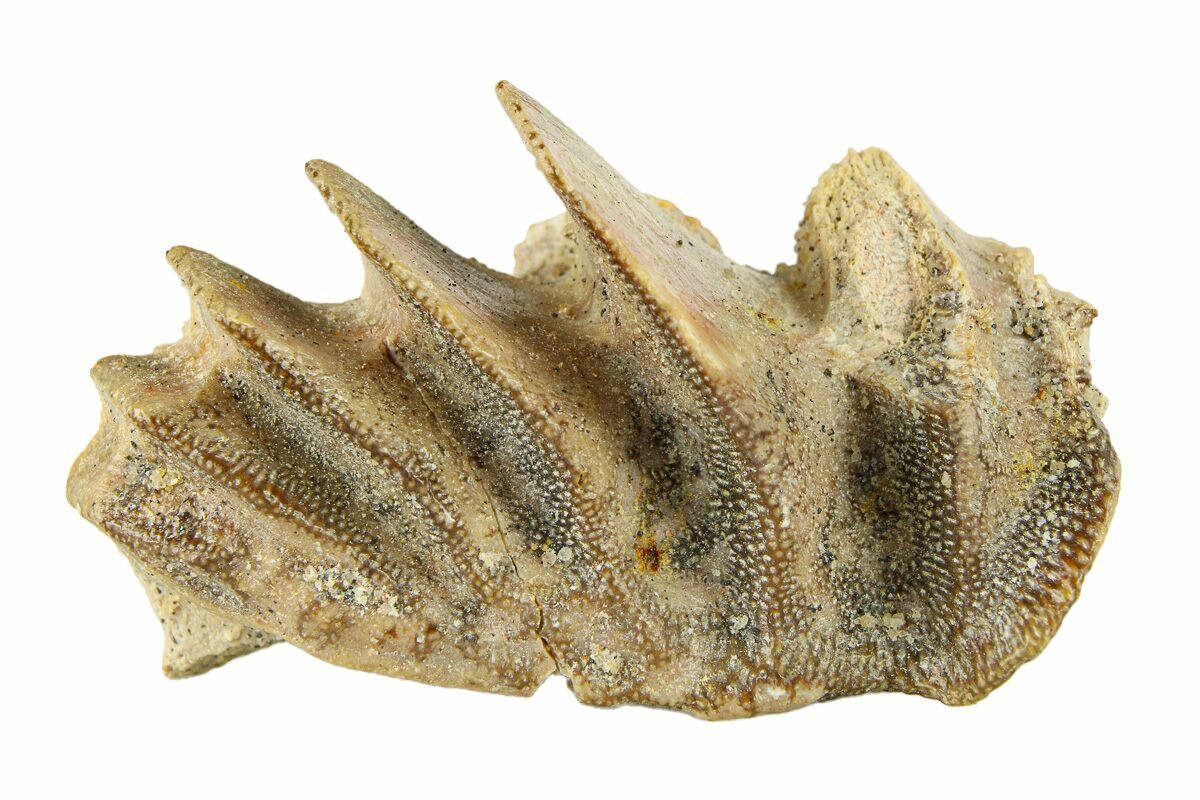 1.2" Cretaceous Lungfish (Ceratodus) Tooth Plate - Morocco (#294033 ...