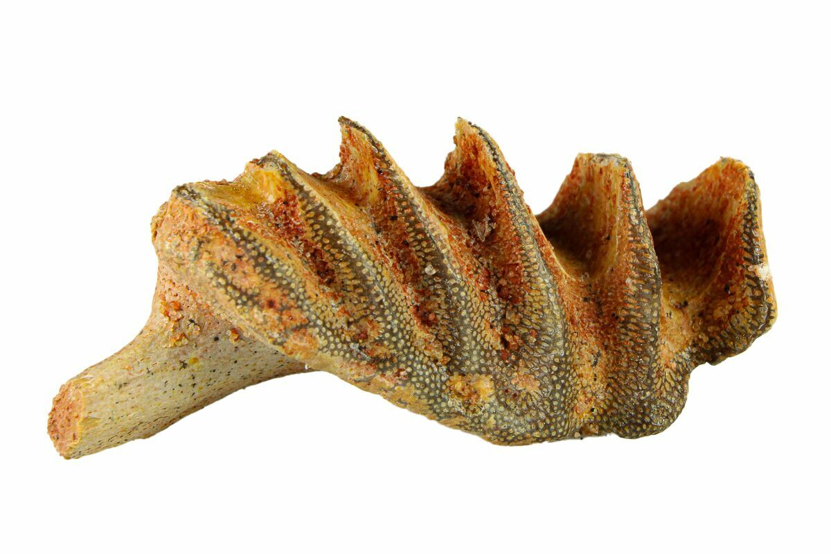 1.15" Cretaceous Lungfish (Ceratodus) Tooth Plate - Morocco (#294034 ...