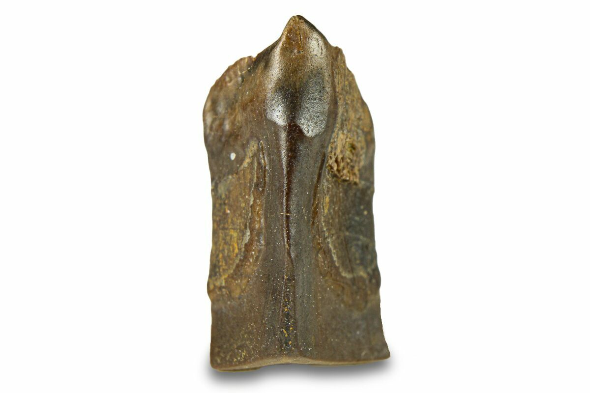 .40" Fossil Hadrosaur (Edmontosaurus) Shed Tooth - Wyoming (#293792 ...