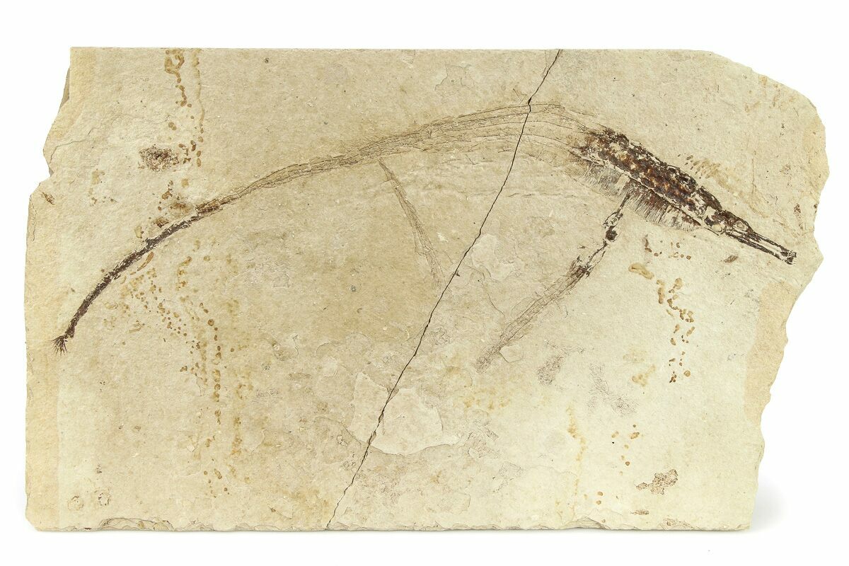 8.4" Plate of Rare Pipefish (Syngnathus & Hipposyngnathus) Fossils ...