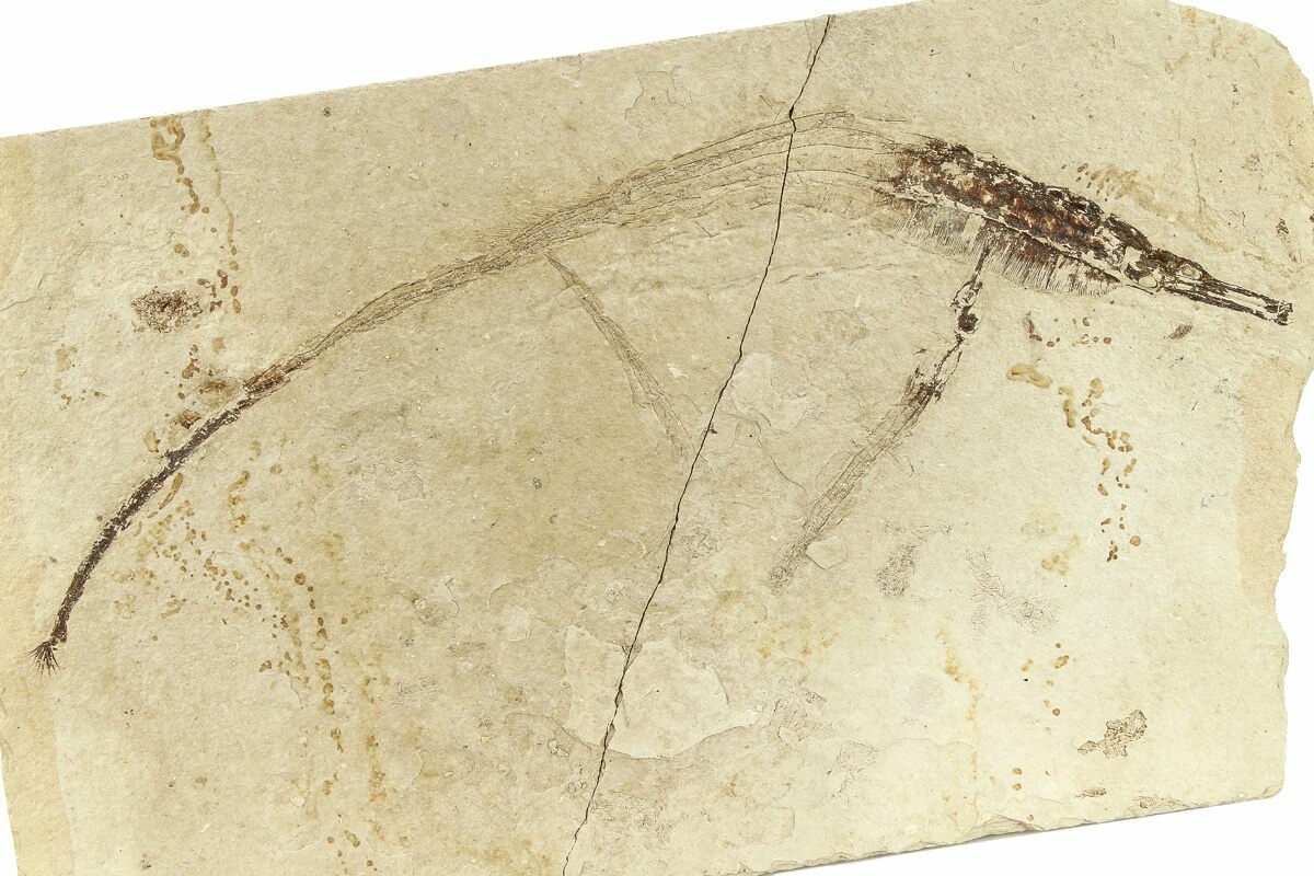 8.4" Plate of Rare Pipefish (Syngnathus & Hipposyngnathus) Fossils ...