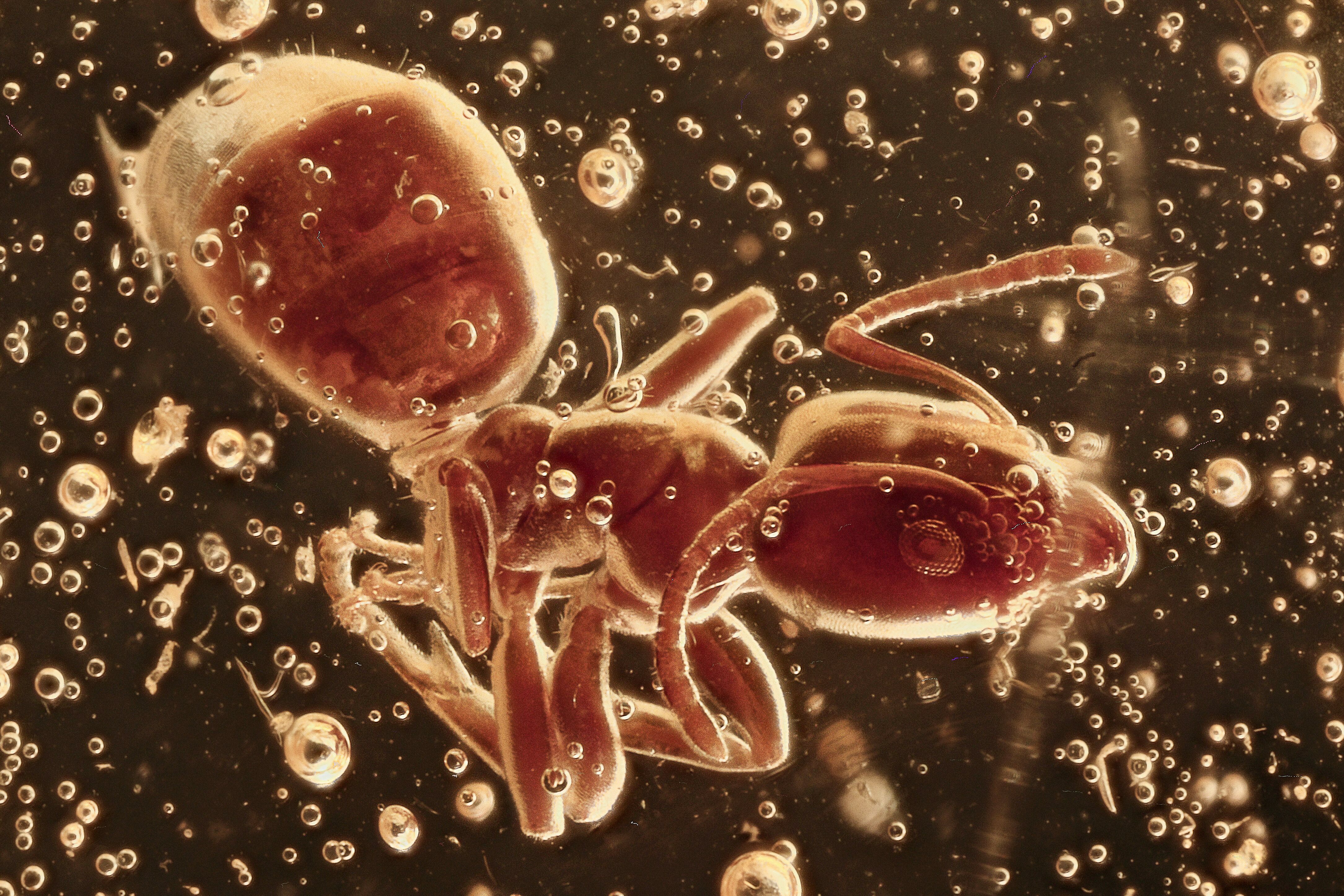 Two Detailed Fossil Ants (Formicidae) In Baltic Amber (#294381) For ...