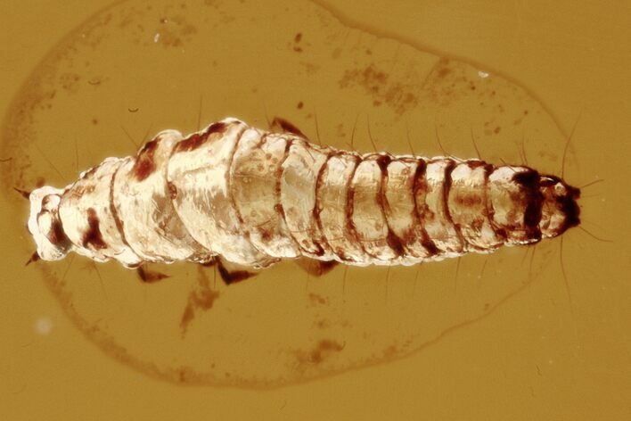 Fossil Beetle Larva (Coleoptera) in Baltic Amber (#294295) For Sale ...