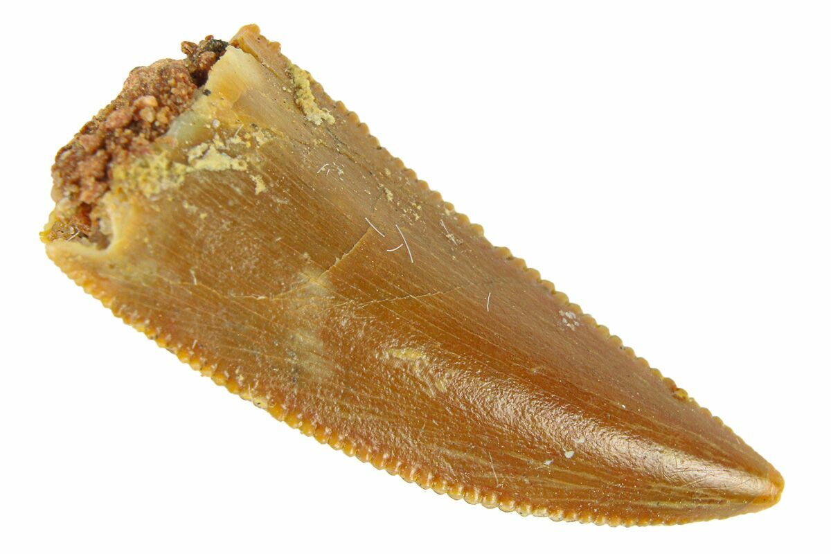 Serrated, .68" Raptor Tooth - Real Dinosaur Tooth (#294563) For Sale ...