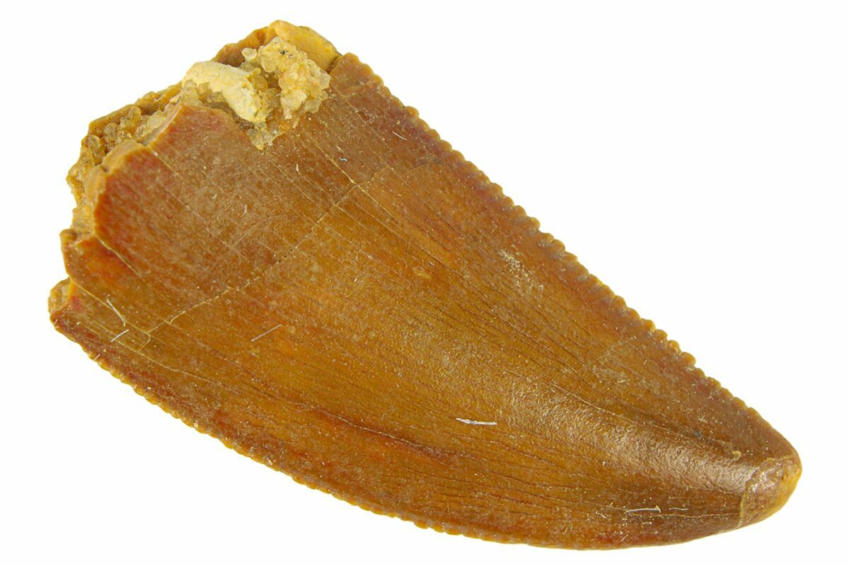 Serrated, .72" Raptor Tooth - Real Dinosaur Tooth (#294568) For Sale ...