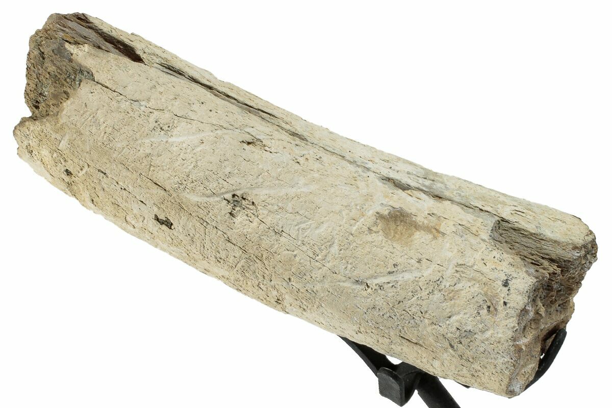 4.5" Fossil Hadrosaur Rib Section w/ Metal Stand - South Dakota ...