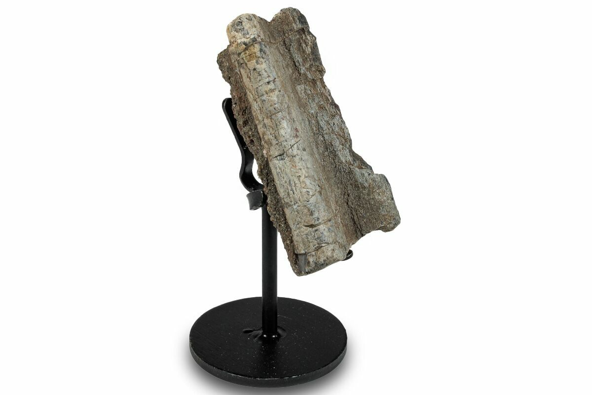 3" Fossil Theropod Rib Section w/ Metal Stand - Colorado (#294827) For ...