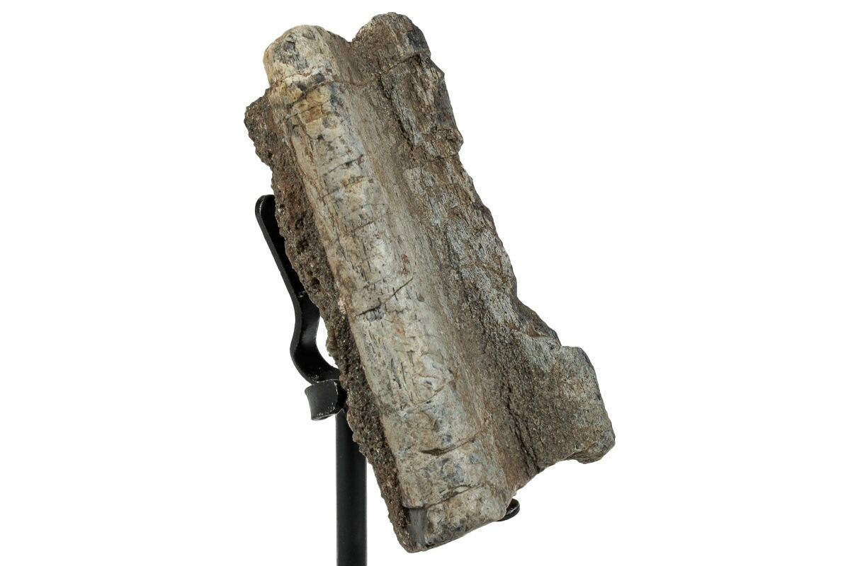 3" Fossil Theropod Rib Section w/ Metal Stand - Colorado (#294827) For ...