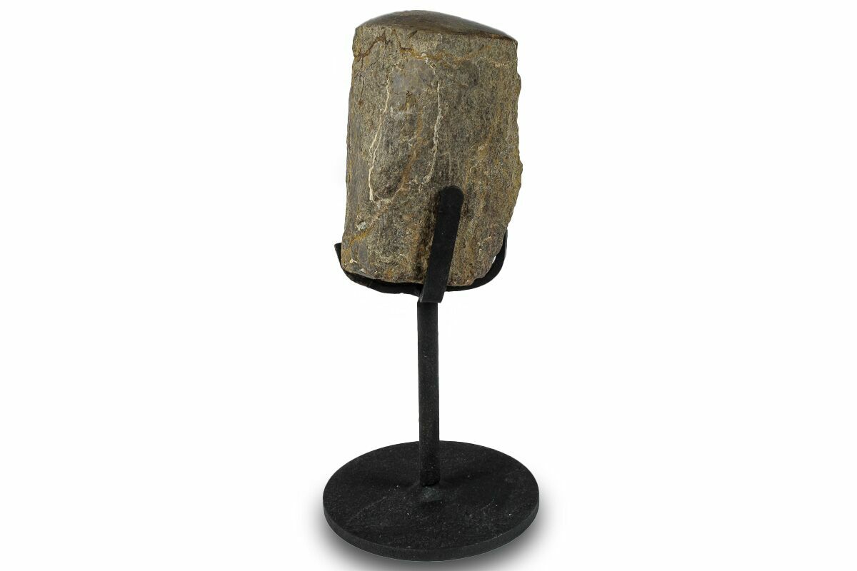 2.3" Polished Fossil Theropod Rib Section w/ Metal Stand - Gembone ...