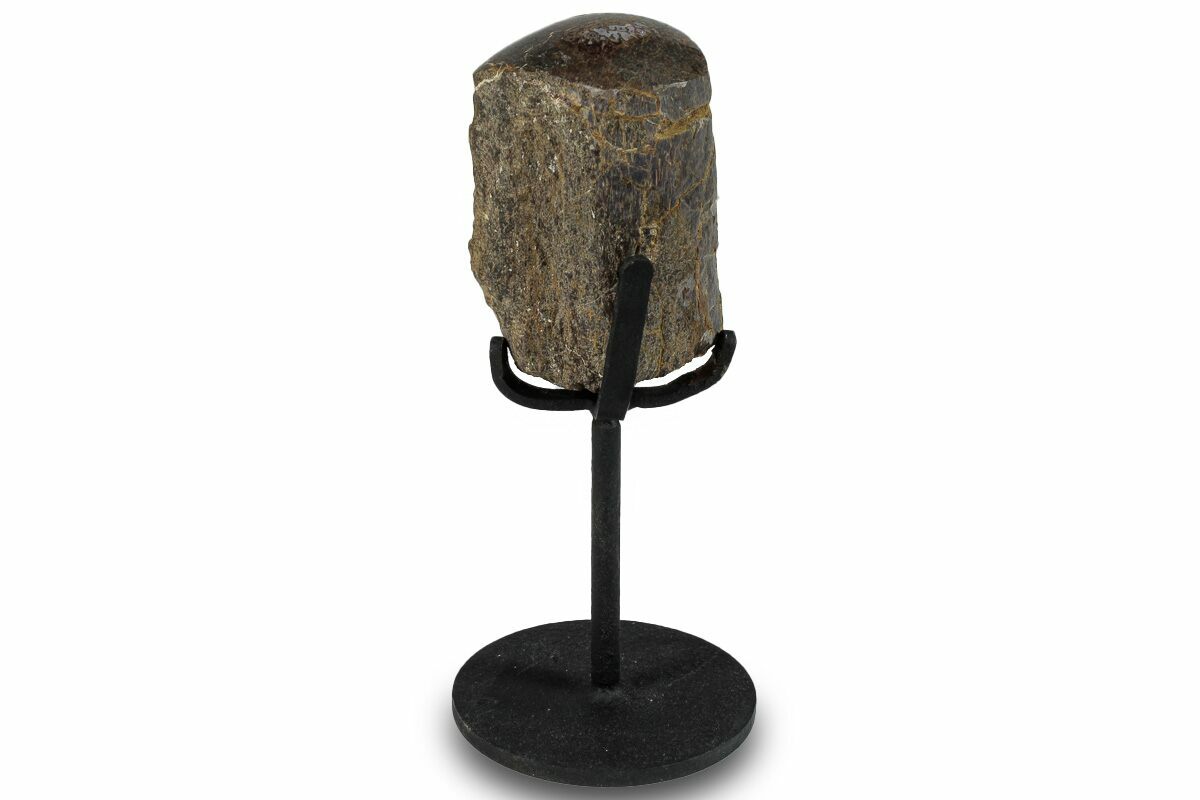 2.3" Polished Fossil Theropod Rib Section w/ Metal Stand - Gembone ...
