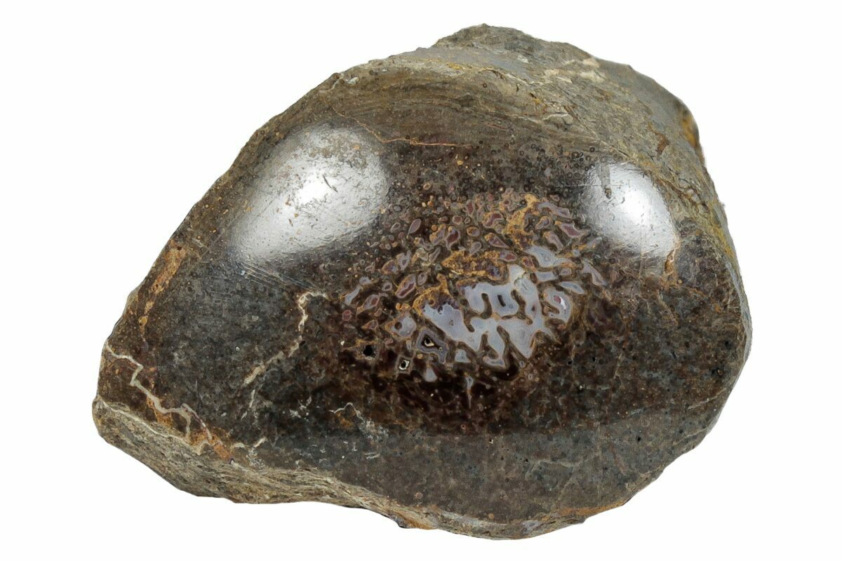 2.3" Polished Fossil Theropod Rib Section w/ Metal Stand - Gembone ...