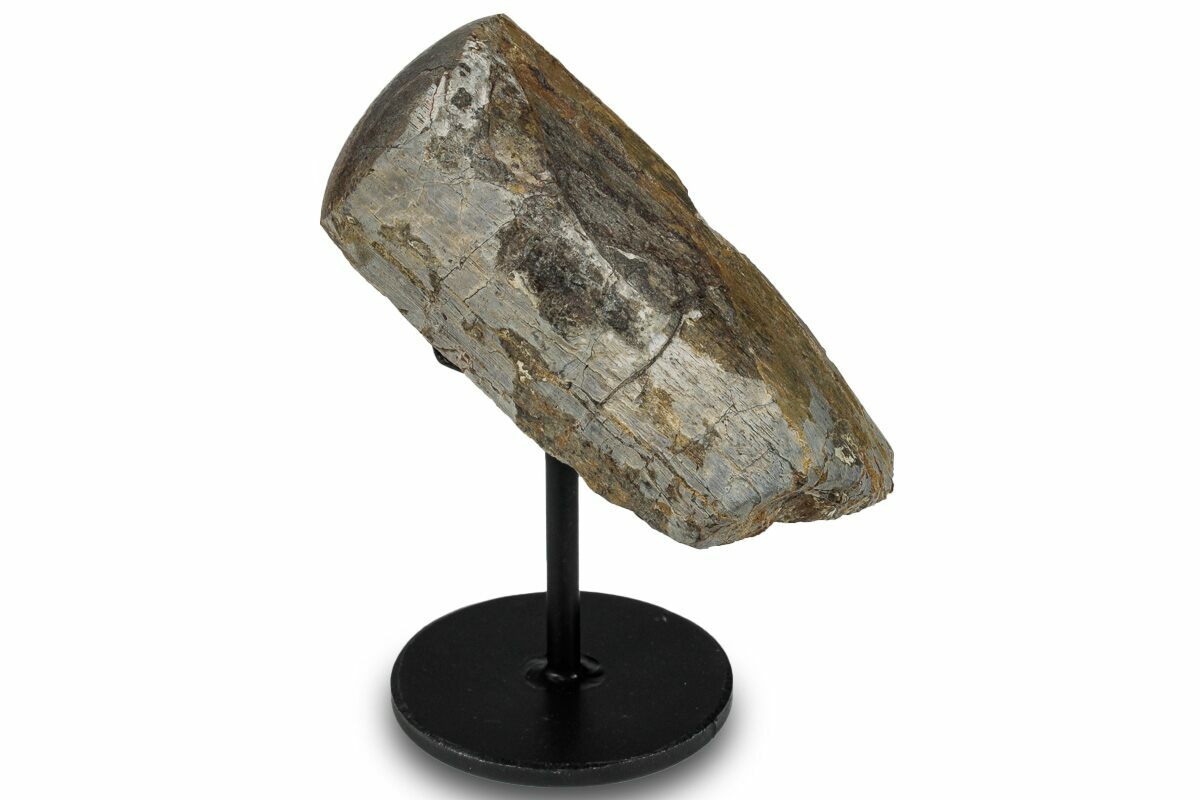 3.4" Polished Fossil Theropod Rib Section w/ Metal Stand - Gembone ...