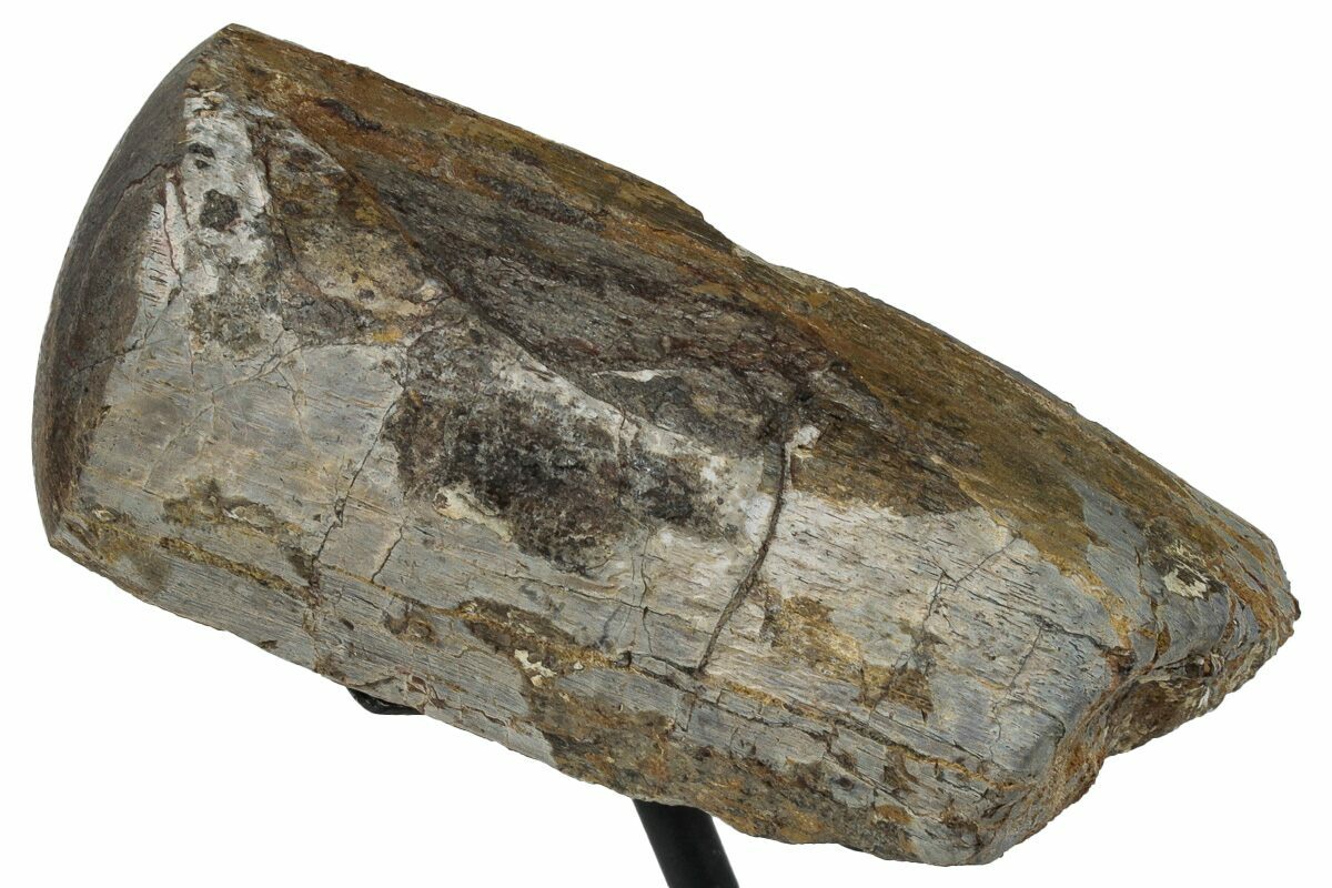 3.4" Polished Fossil Theropod Rib Section w/ Metal Stand - Gembone ...