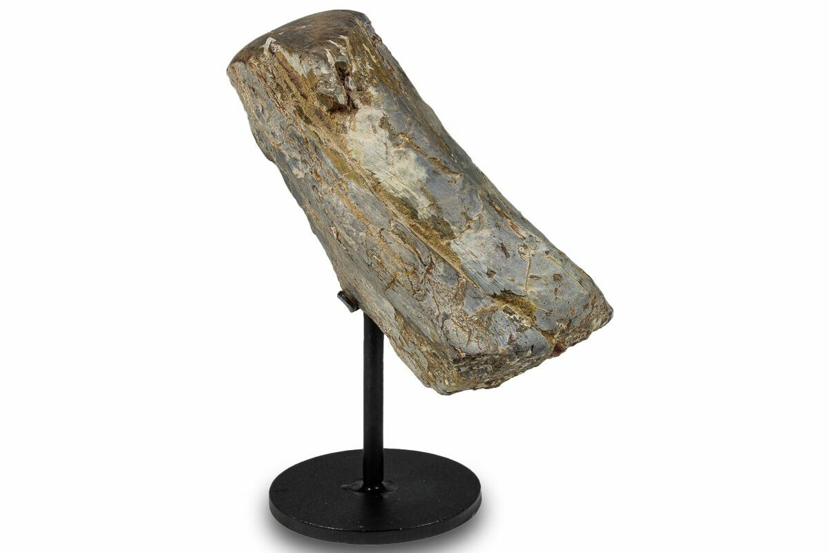 4" Polished Fossil Theropod Rib Section w/ Metal Stand - Gembone ...