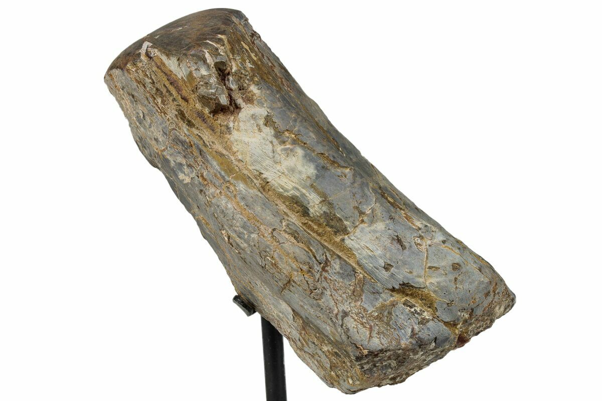 4" Polished Fossil Theropod Rib Section w/ Metal Stand - Gembone ...