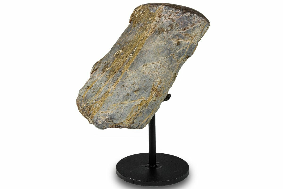 4" Polished Fossil Theropod Rib Section w/ Metal Stand - Gembone ...