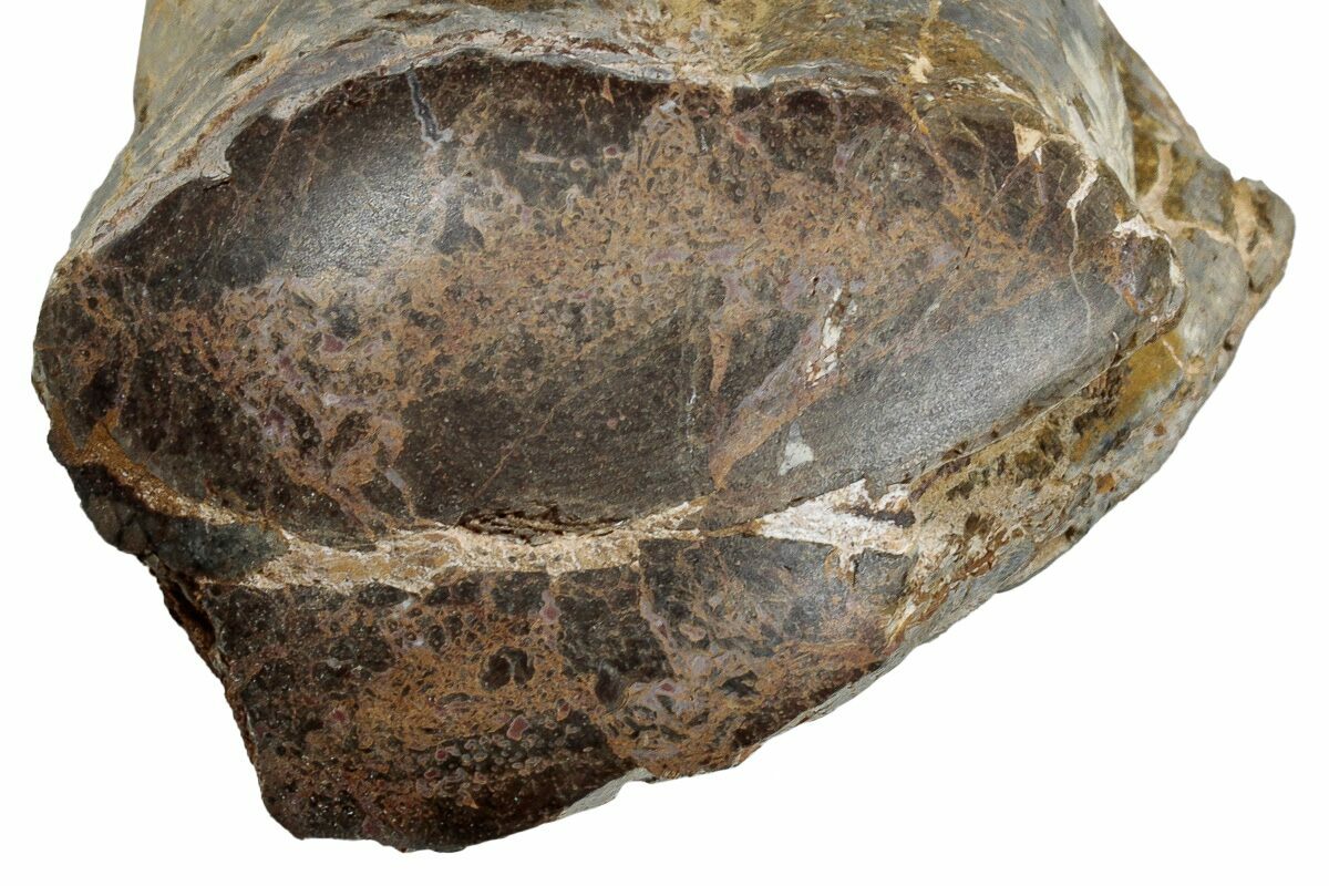 4" Polished Fossil Theropod Rib Section w/ Metal Stand - Gembone ...