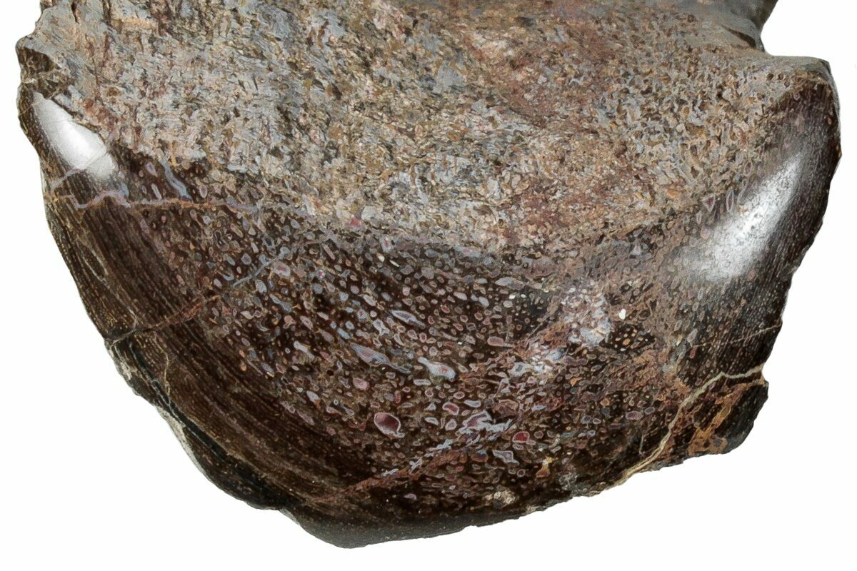 3.9" Polished Fossil Theropod Rib Section w/ Metal Stand - Gembone ...