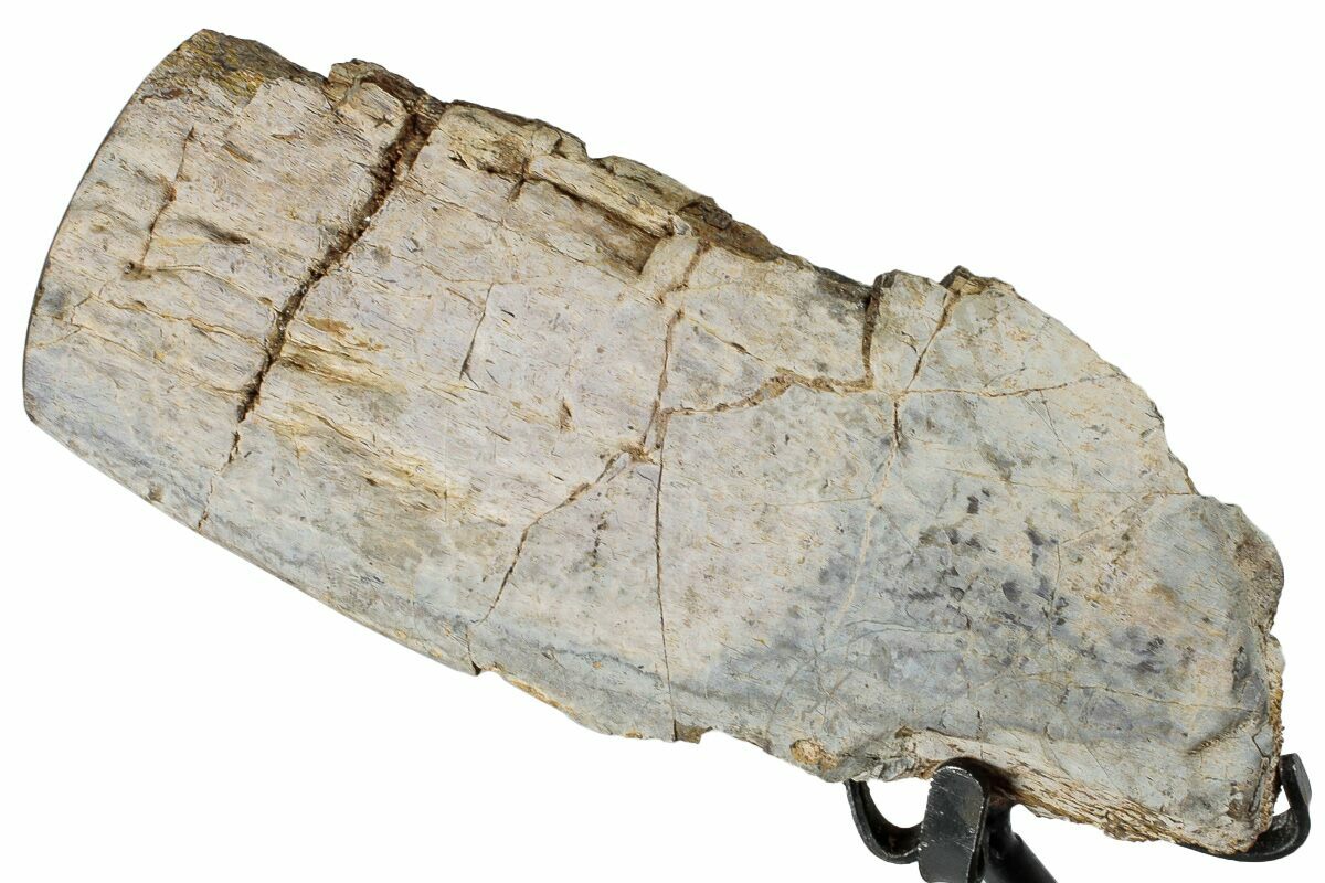 4.6" Polished Fossil Theropod Rib Section w/ Metal Stand - Gembone ...