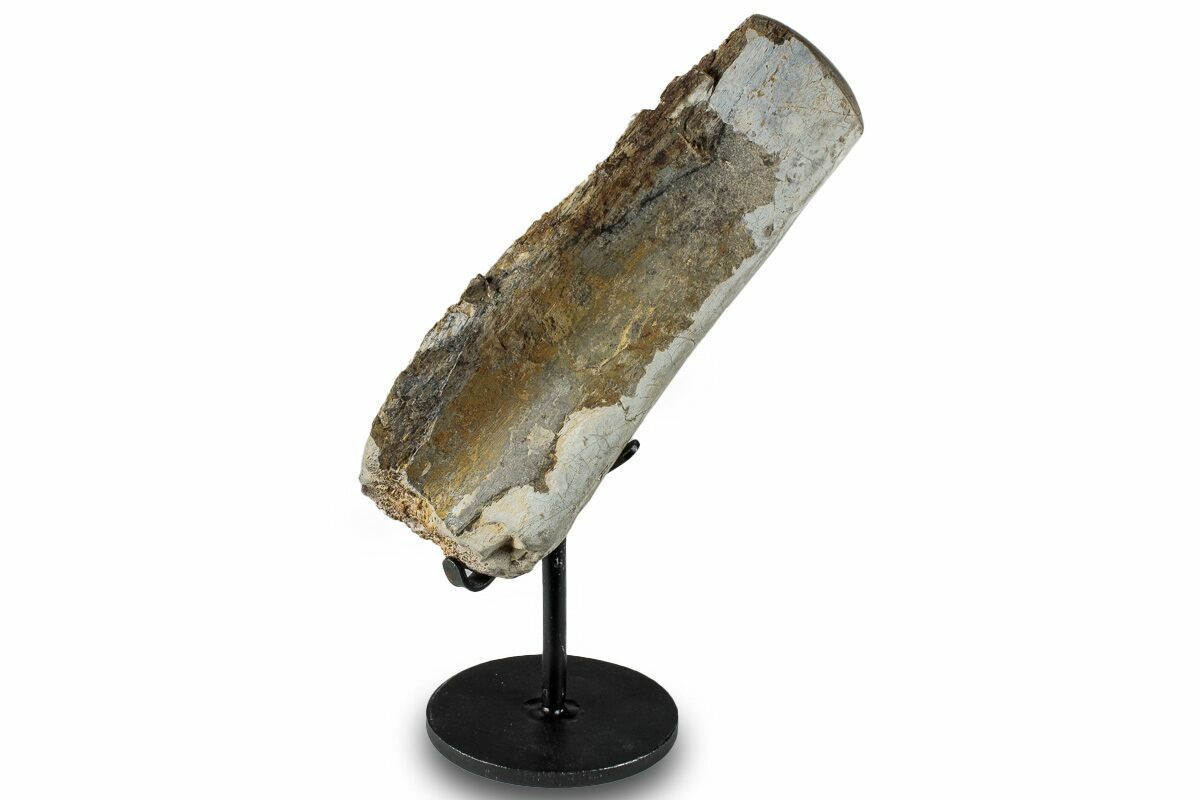 4.6" Polished Fossil Theropod Rib Section w/ Metal Stand - Gembone ...