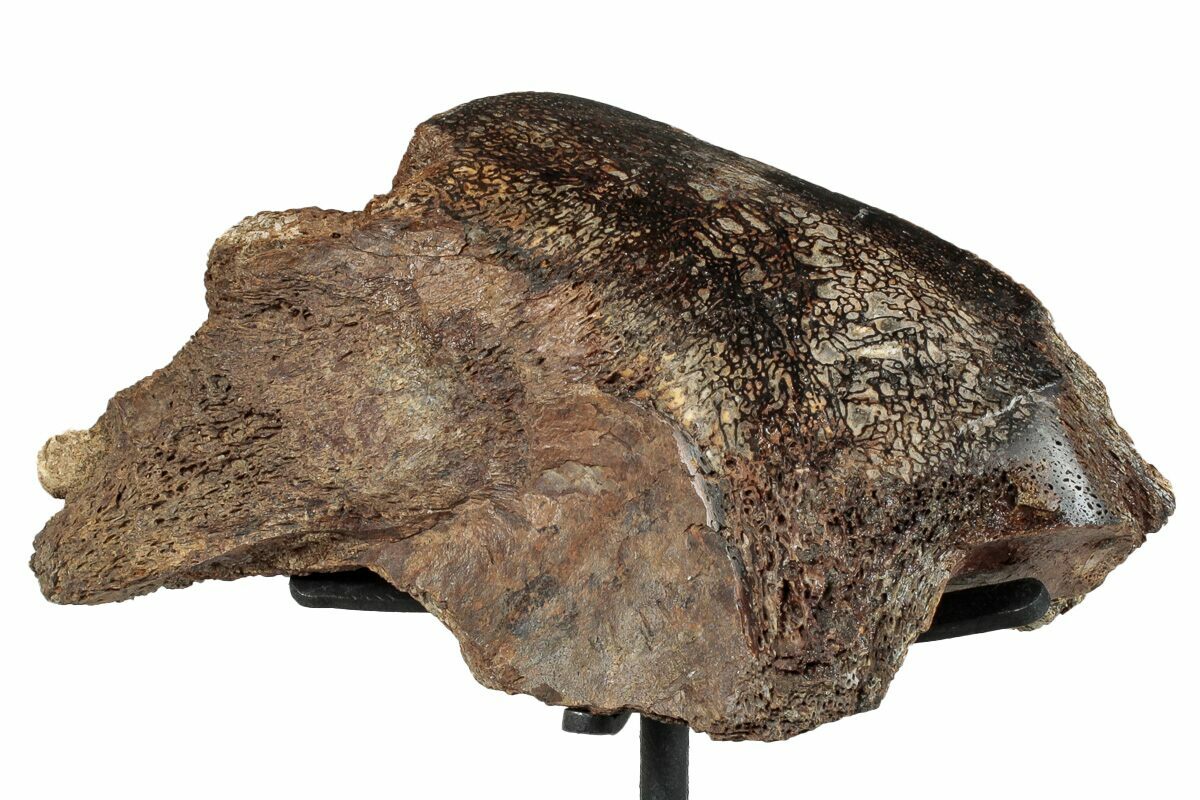 4.3" Polished Fossil Theropod Rib Section w/ Metal Stand - Gembone ...