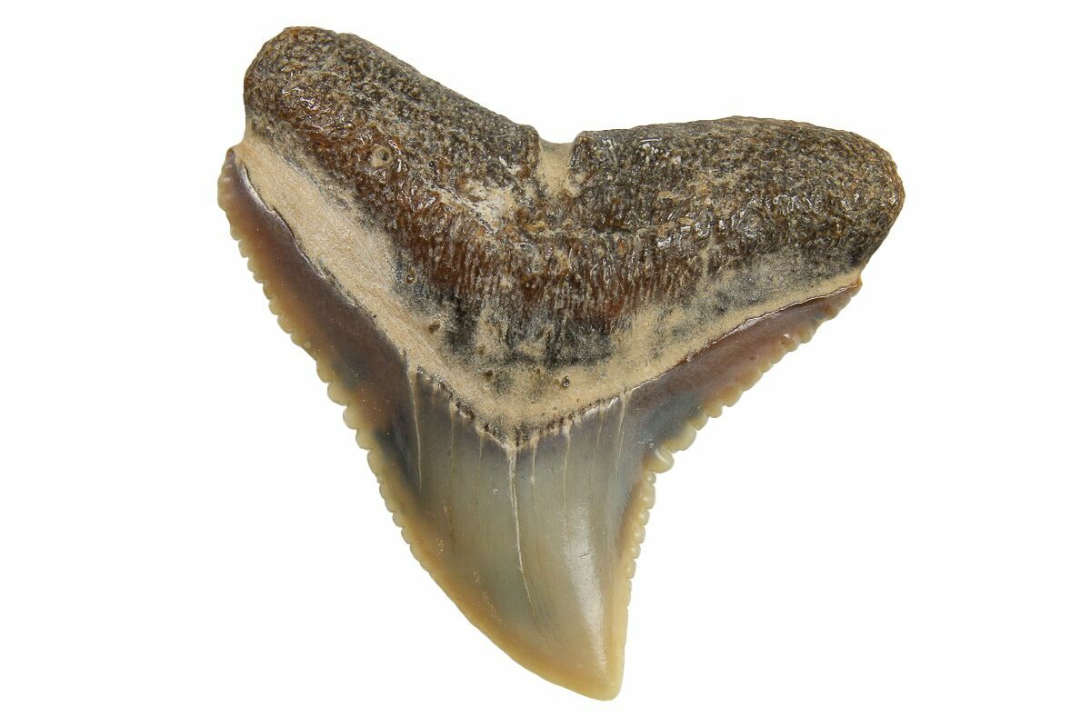 .81" Fossil Gray Shark (Carcharhinus) Tooth - Bone Valley, Florida ...