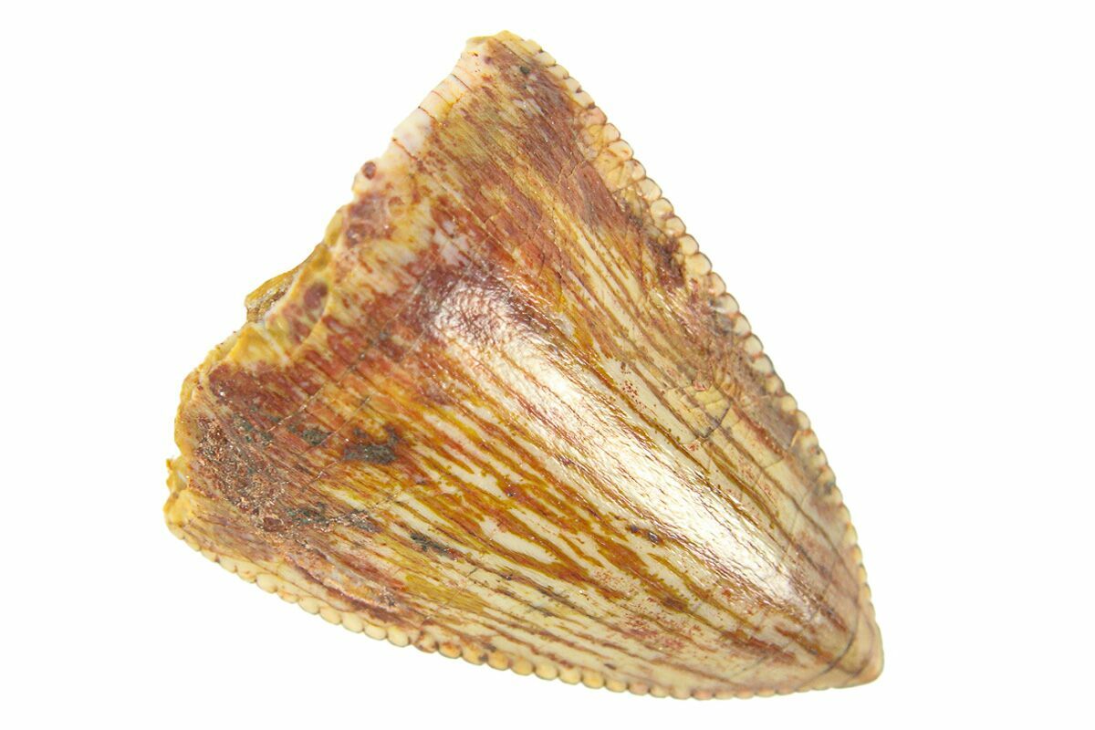 Serrated, .47" Fossil Phytosaur (Redondasaurus) Tooth - New Mexico ...