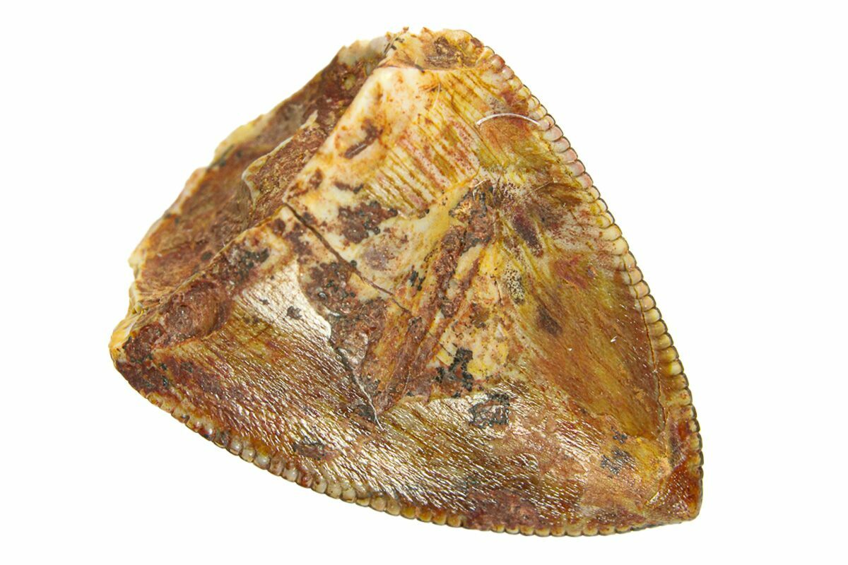 Serrated, .60" Fossil Phytosaur (Redondasaurus) Tooth - New Mexico ...