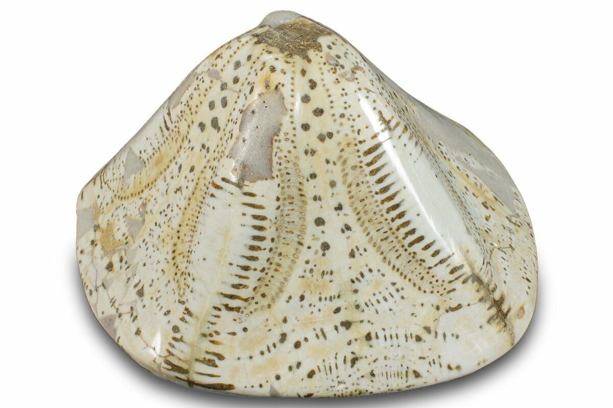 5.85" Polished Miocene Fossil Echinoid (Clypeaster) - Morocco (#294059 ...
