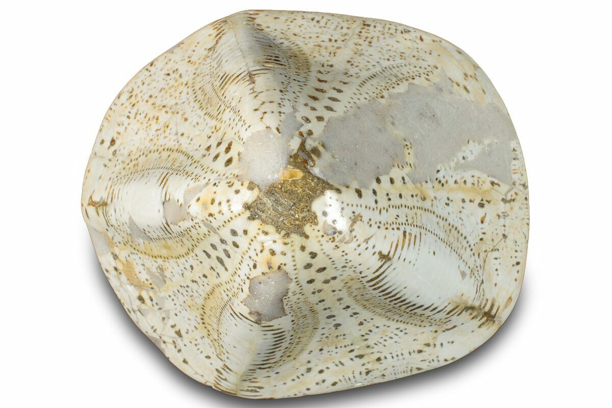 5.85" Polished Miocene Fossil Echinoid (Clypeaster) - Morocco (#294059 ...