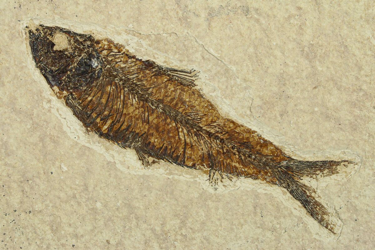 4.25" Detailed Fossil Fish (Knightia) - Wyoming (#295666) For Sale ...