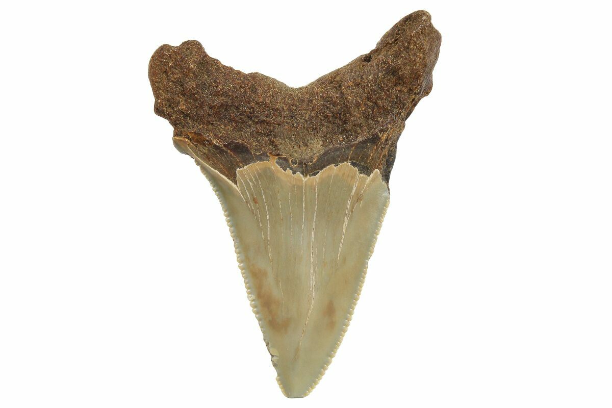 2.50" Serrated Angustidens Tooth - Megalodon Ancestor (#295744) For ...