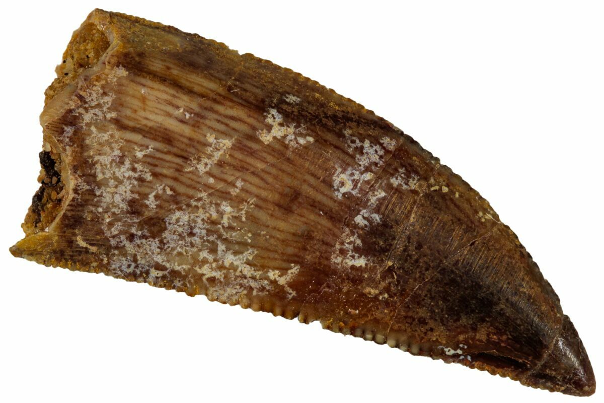 Serrated, .93" Raptor Tooth - Real Dinosaur Tooth (#295993) For Sale ...