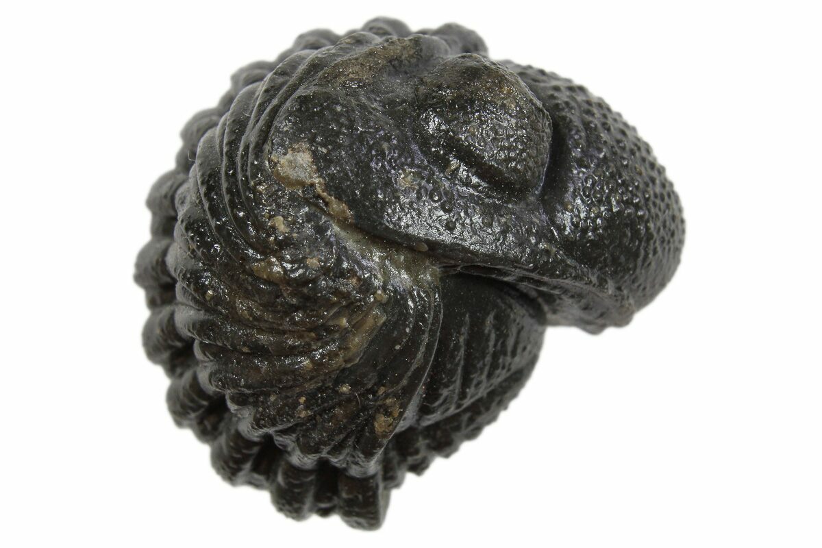 1" Wide Enrolled Morocops Trilobite - Morocco (#296616) For Sale ...