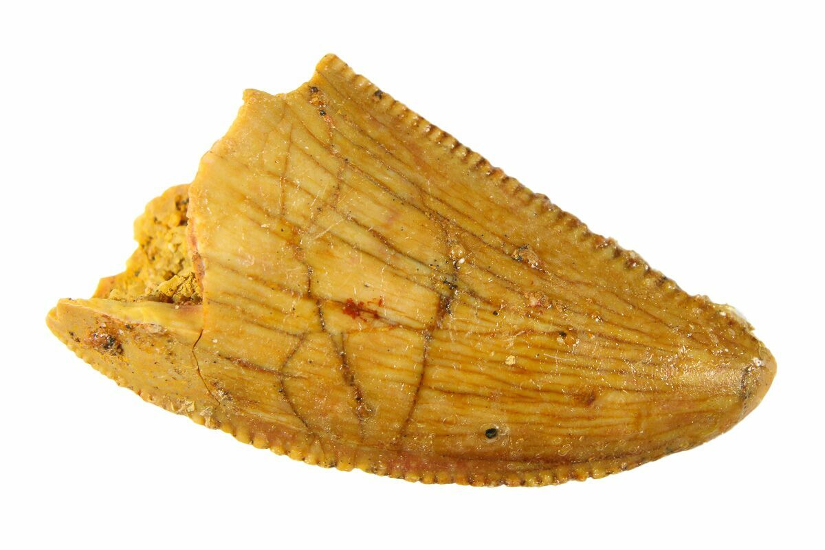Serrated, .62" Raptor Tooth - Real Dinosaur Tooth (#297473) For Sale ...