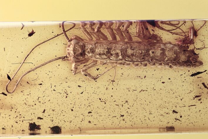 Detailed Fossil House Centipede (Scutigeridae) In Baltic Amber (#296868 ...
