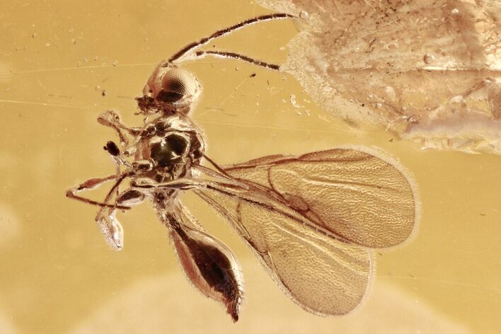 Detailed Fossil Wasp (Ismaridae) In Baltic Amber - Rare! (#296966) For ...