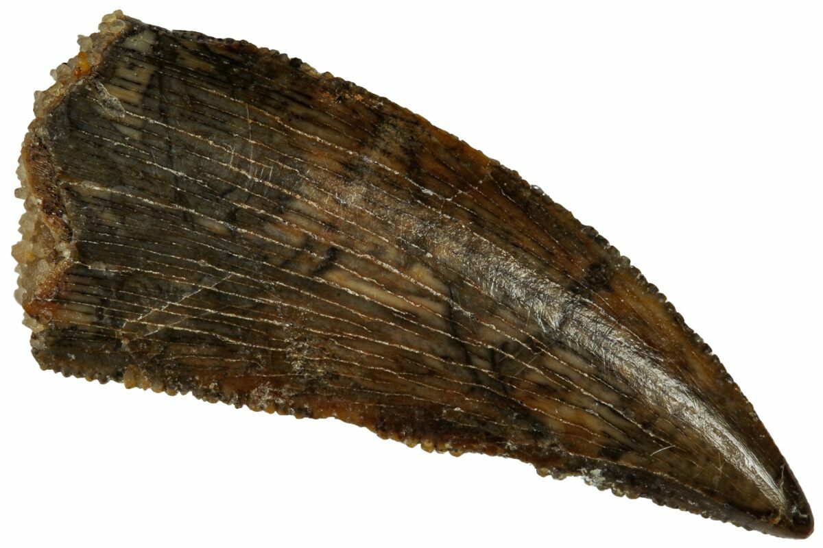 Serrated, .92" Raptor Tooth - Real Dinosaur Tooth (#296697) For Sale ...