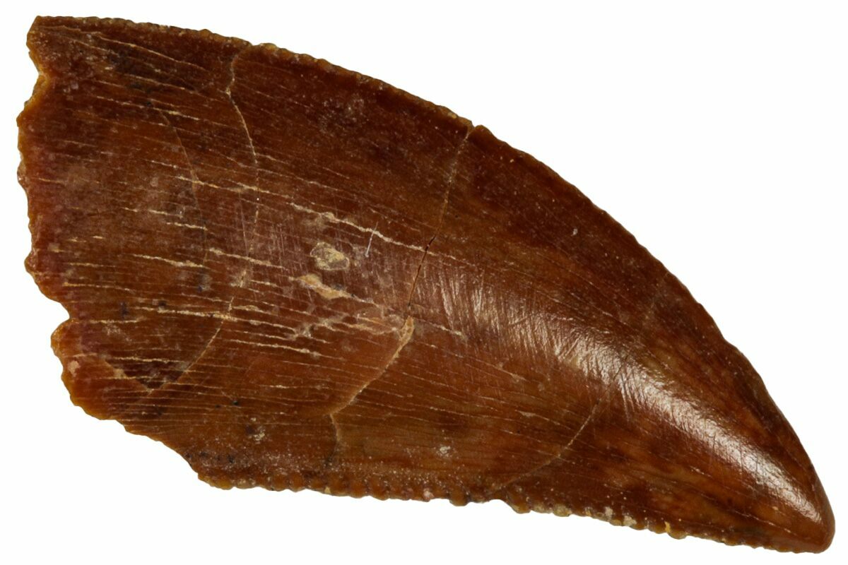 Serrated, .64" Raptor Tooth - Real Dinosaur Tooth (#296704) For Sale ...