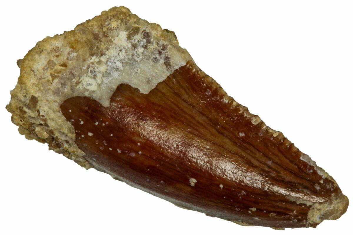 Serrated .53" Raptor Premaxillary Tooth - Real Dinosaur Tooth (#297793 ...