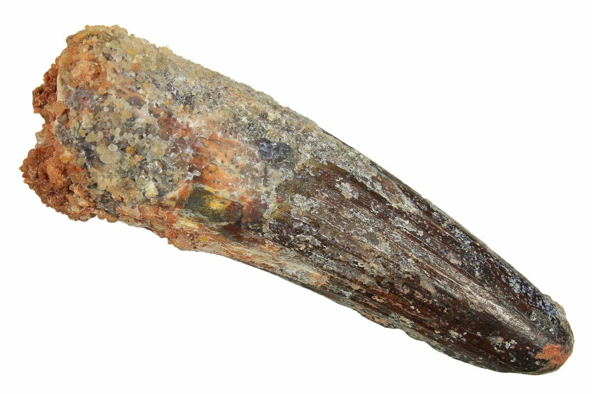 2.01" Fossil Spinosaurus Tooth - Real Dinosaur Tooth (#298067) For Sale ...