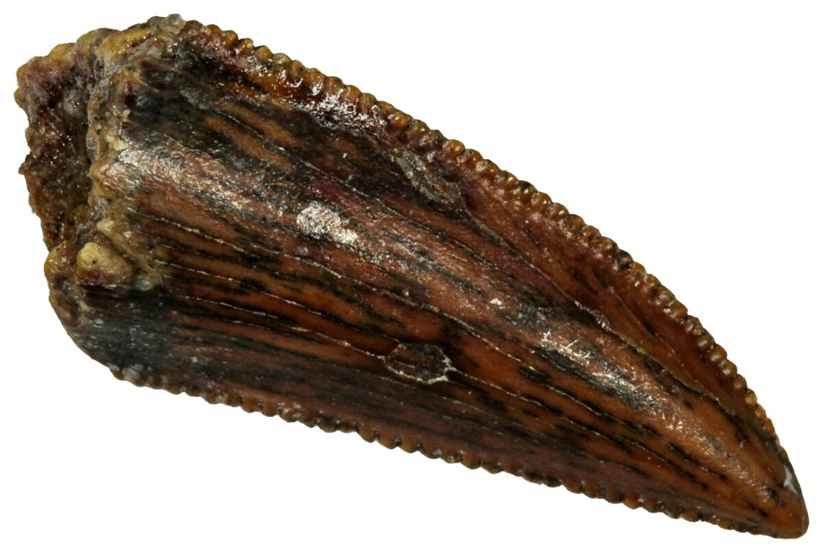 Serrated .65" Raptor Premaxillary Tooth - Real Dinosaur Tooth (#298226 ...