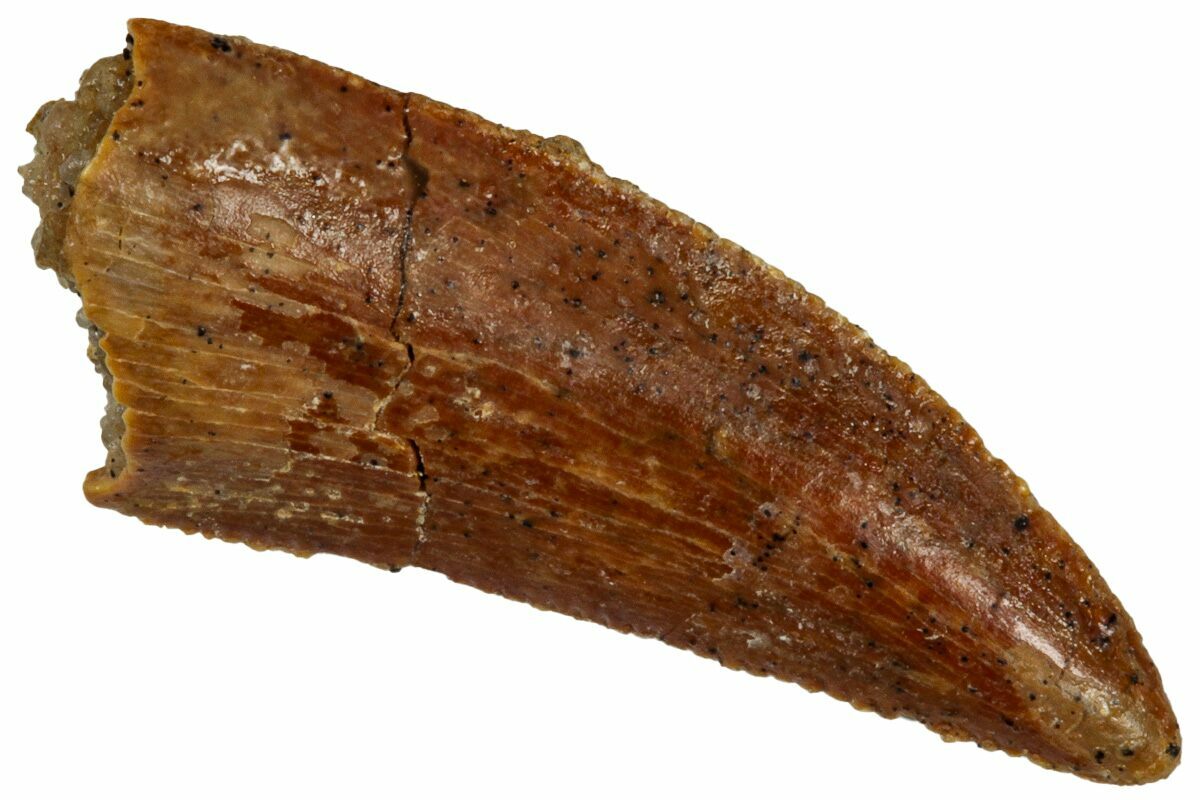 Serrated .72" Raptor Tooth - Real Dinosaur Tooth (#298189) For Sale ...